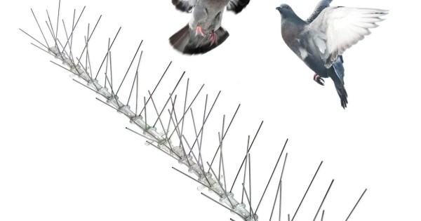 Bird Spike for Birds & Pigeons Stainless Steel Spike Birds ,Length 50cm ...